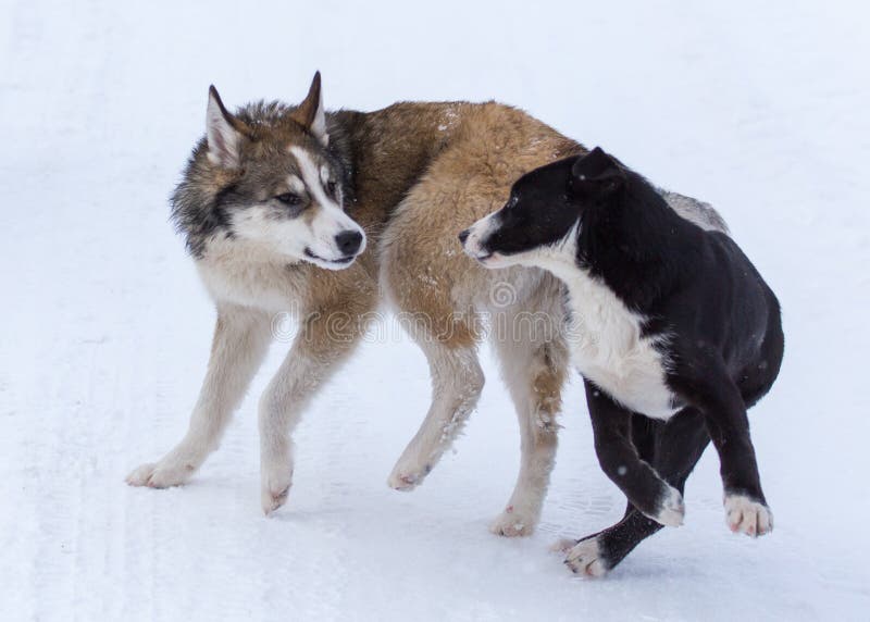 Two Dogs are Played on Snow in Winter Stock Photo - Image of young ...