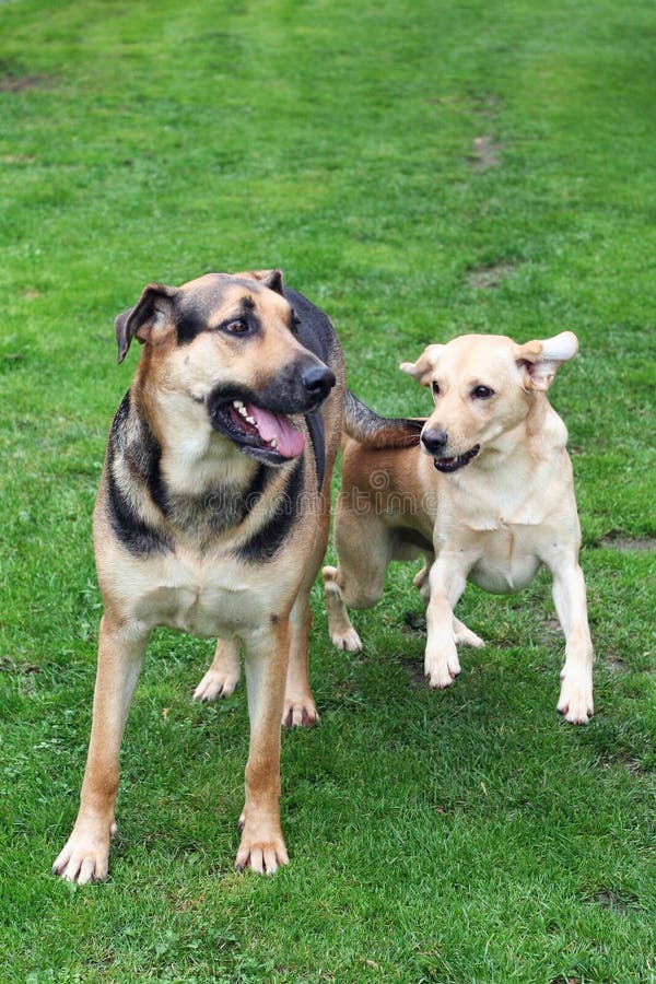 Two dogs playing stock image. Image of happy, green, playing - 13370821