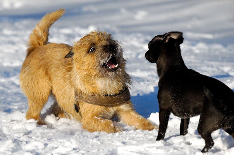 Two dogs playing stock photo. Image of black, canine - 15264506