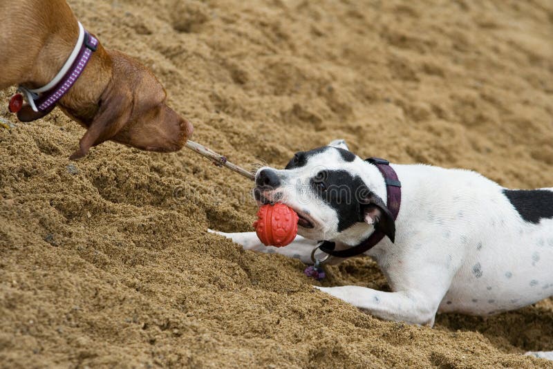 Two dogs playing stock photo. Image of sands, emotion - 17167740