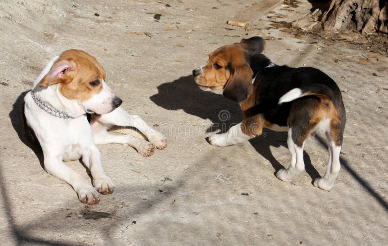 Two Dogs playing stock photo. Image of couple, breed - 18047372