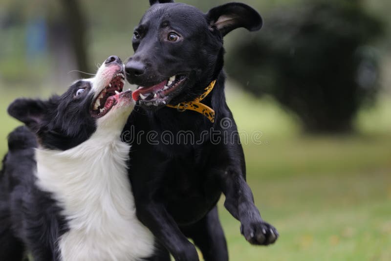 Two dogs playing stock photo. Image of black, labrador - 18849756