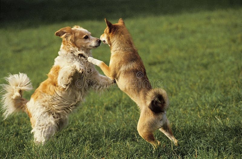 TWO DOGS PLAYING stock photo. Image of outdoors, pets - 194414244