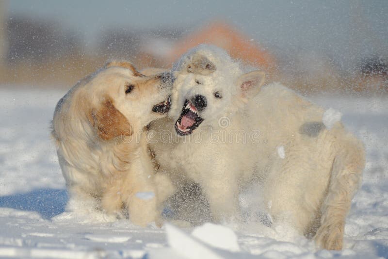 Two dogs playing stock photo. Image of movement, dogs - 24101432