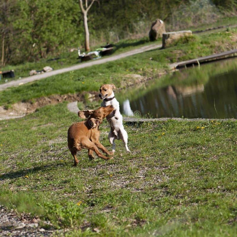 Two dogs playing stock photo. Image of active, animal - 29295084