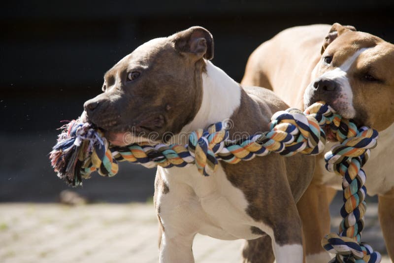 Two dogs playing stock image. Image of bull, american - 4011623