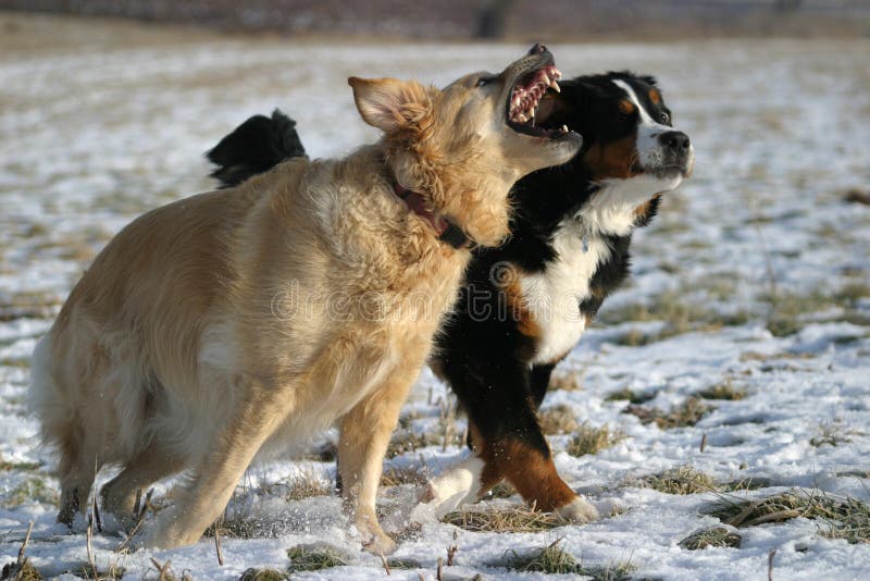 Two dogs play fighting stock image. Image of grass, outside - 19473065
