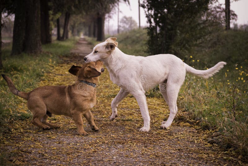 Two dogs playing stock photo. Image of dogs, covered - 86444832