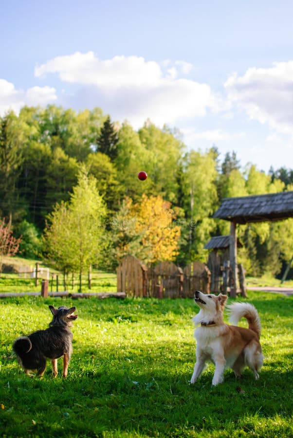 Two dogs stock photo. Image of border, grass, collie - 54112240