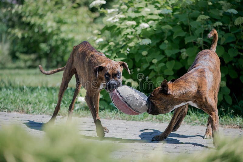 Two Dogs Playing with a Ball on the Footpath Stock Image - Image of ...