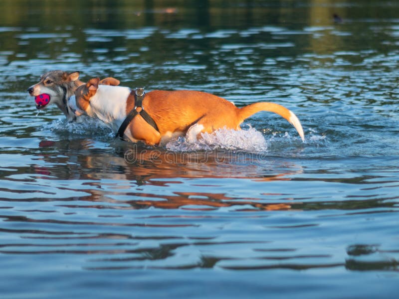 Two Dogs Playing with a Ball in a Pond Stock Image - Image of friend ...