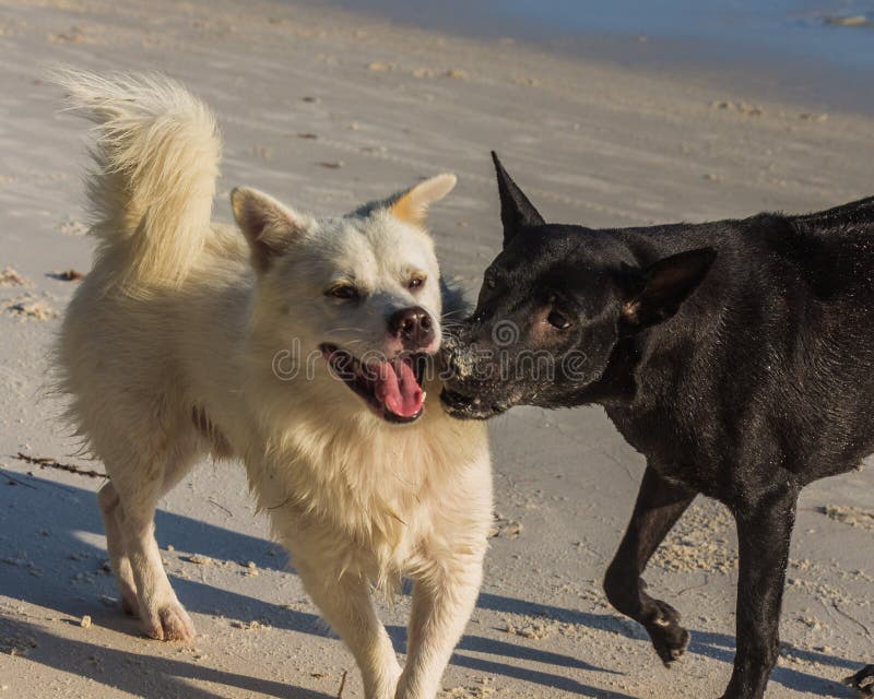 Two Dogs are Playing at the Beach Stock Photo - Image of animals ...
