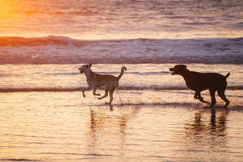 Two Dogs Playing in the Beach at Sunset Stock Image - Image of animal ...