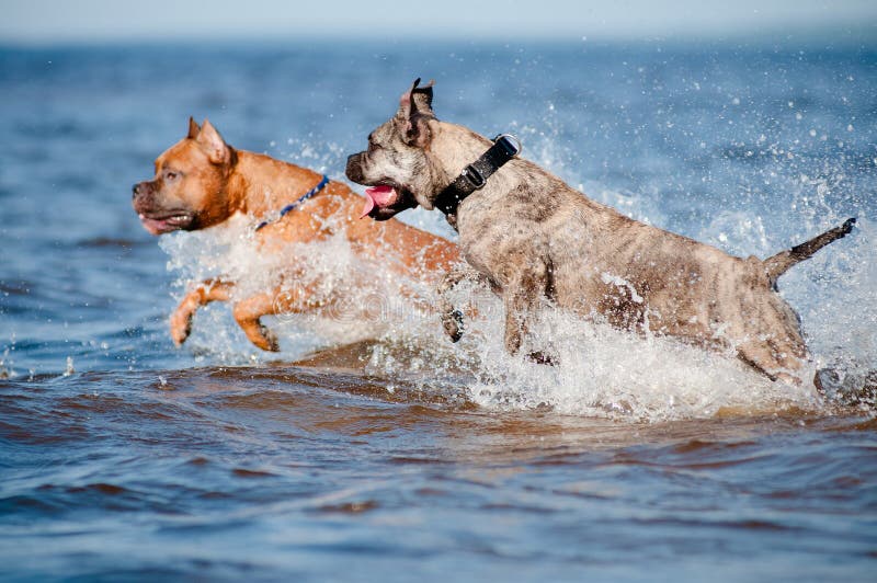Two Dogs Playing on the Beach Stock Image - Image of mastiff, breed ...