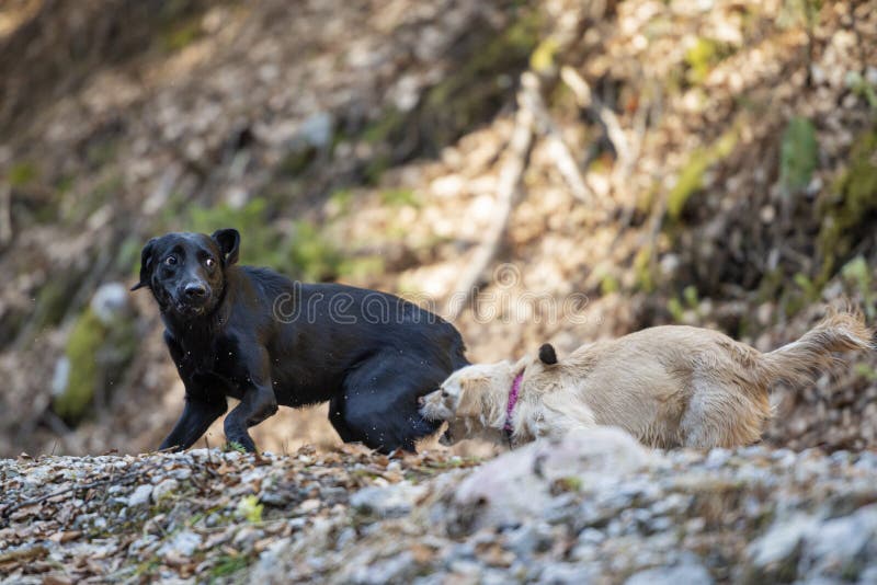 Two Dogs Playing and Chasing Each Other Stock Photo - Image of breed ...