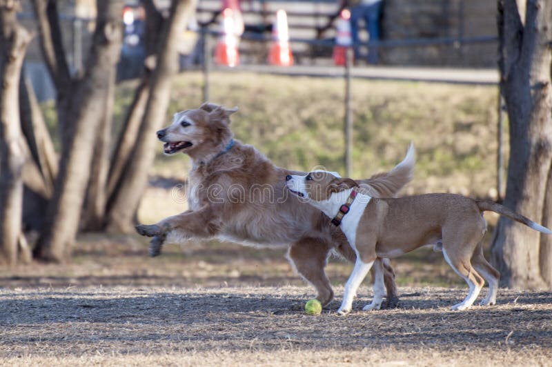 Two dogs playing stock image. Image of foreground, candid - 39691167