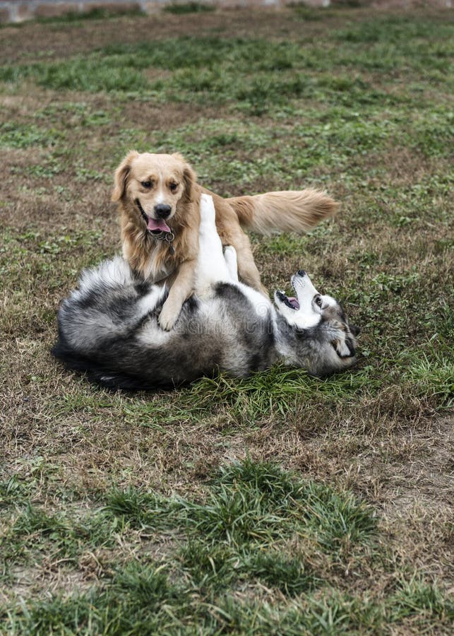 Two Dogs Playing Each Other in Grasses Stock Photo - Image of dogs ...