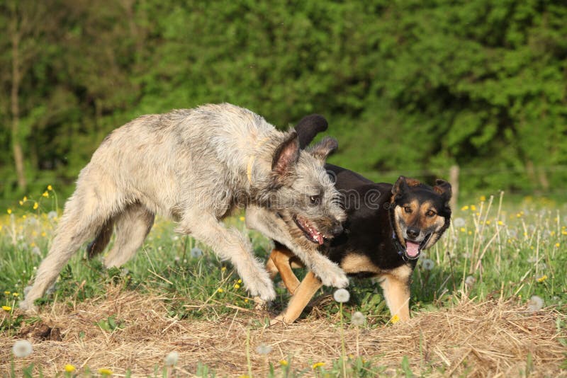 Two Dogs Playing with Each Other and Running Stock Photo - Image of ...