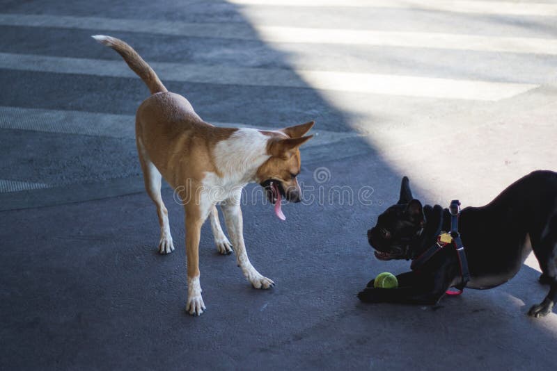 Two Dogs Playing with Each Other Stock Photo - Image of portrait, sand ...