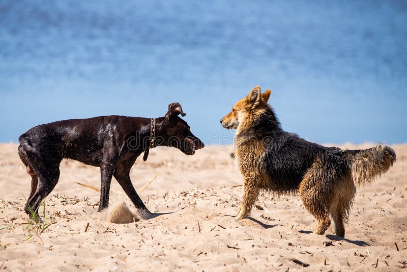Two Dogs Playing or Fighting on a Sandy Beach Stock Image - Image of ...