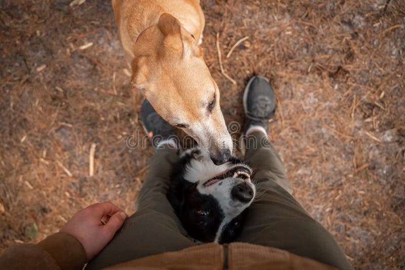 Two Dogs Playing in a Forested Area. Stock Photo - Image of playing ...