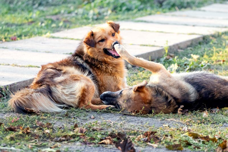 Two Dogs are Playing in the Garden. Funny Animals Stock Image - Image ...
