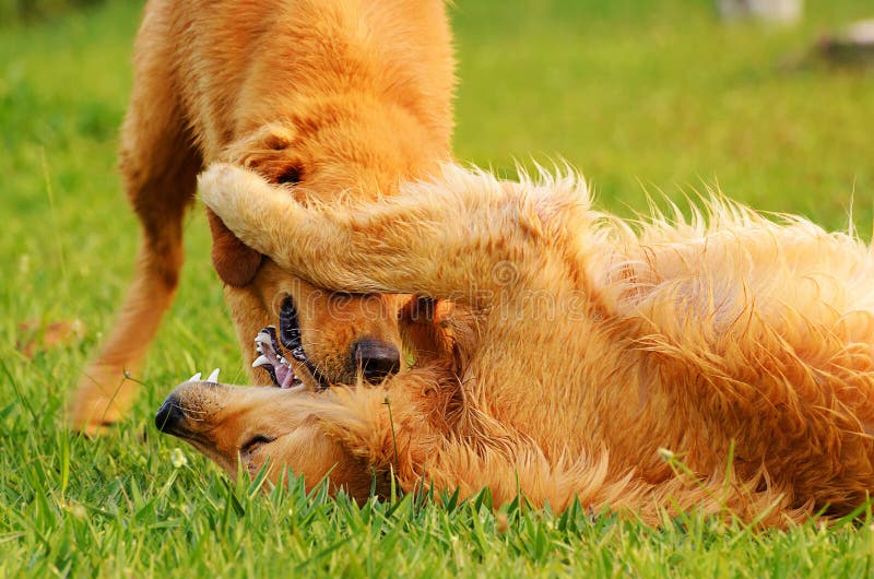 Two dogs playing on grass stock photo. Image of retriever - 91261466