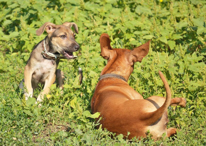 Two Dogs Playing in the Grass Stock Image - Image of action, black ...
