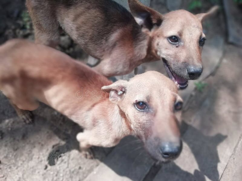 Innocent dogs stock photo. Image of cool, little, playing - 137820314