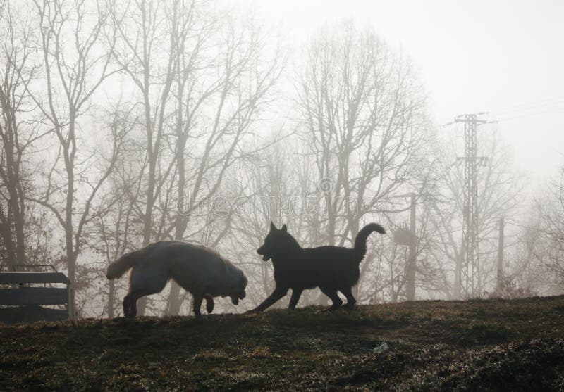 Two Dogs Playing in the Mist at Sunrise. Stock Photo - Image of freedom ...