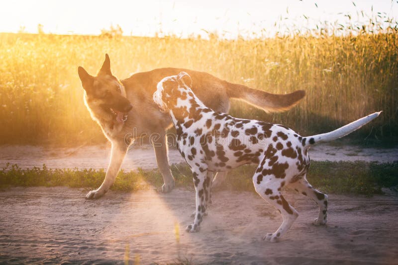 Two Dogs Playing Outdoors on Sunset Summer Time Stock Image - Image of ...