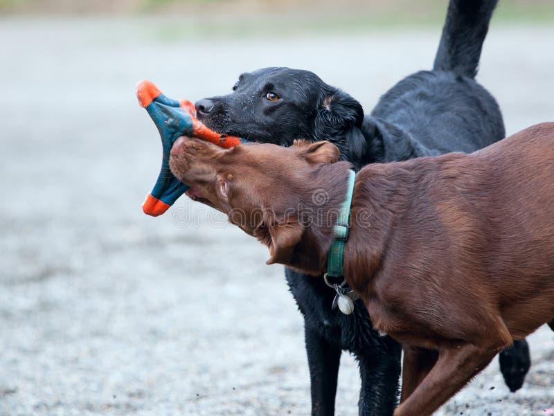 Two dogs playing at a park stock photo. Image of fall - 23907074