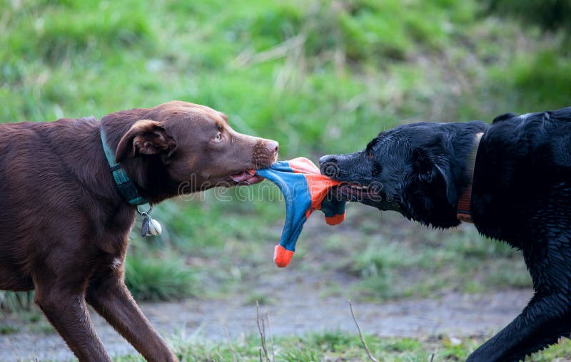 Two dogs playing at a park stock image. Image of tails - 23907079