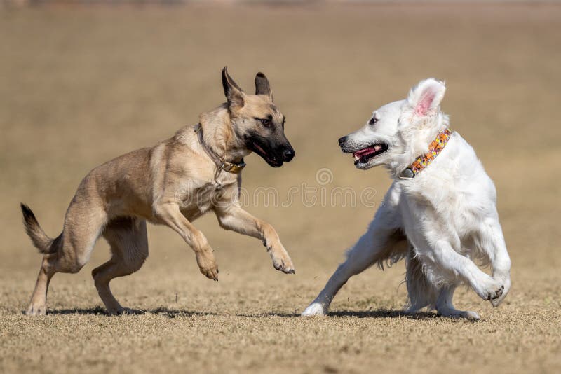 Two Dogs Playing at the Park Stock Photo - Image of purebred, loving ...