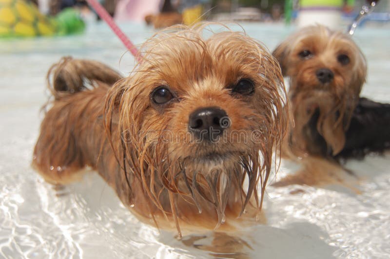 Two Dogs Playing in a Pool stock photo. Image of mammal - 169701018