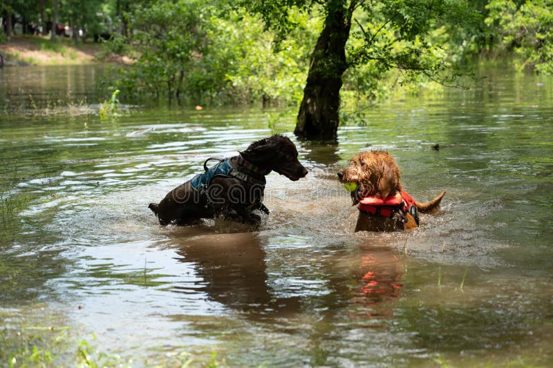 Two Dogs Playing in a Public Lake- Black Lab and Golden Doodle Stock ...