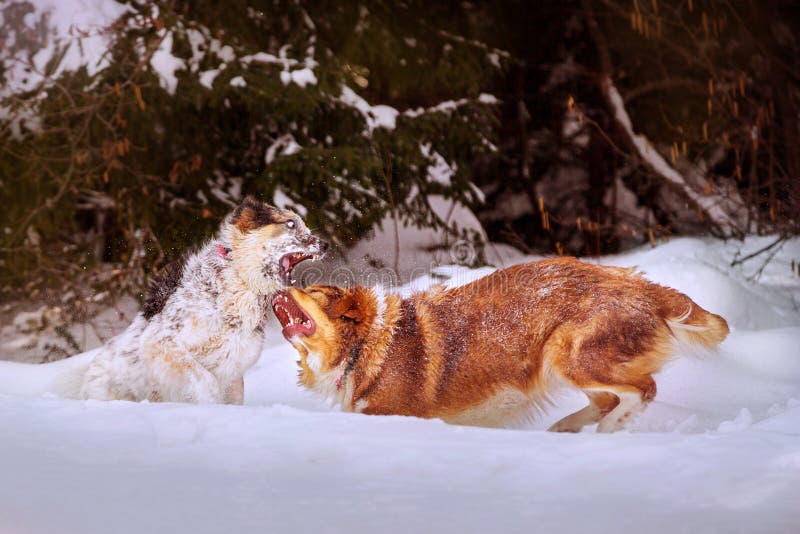 Two Dogs Playing Rough in Snow Stock Image - Image of outdoors, male ...