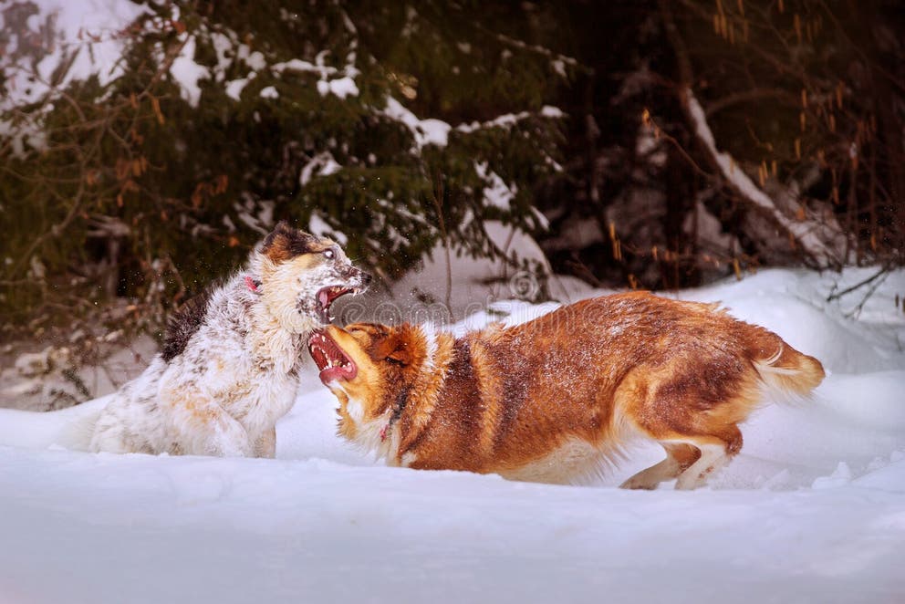 Two Dogs Playing Rough in Snow Stock Image - Image of outdoors, male ...