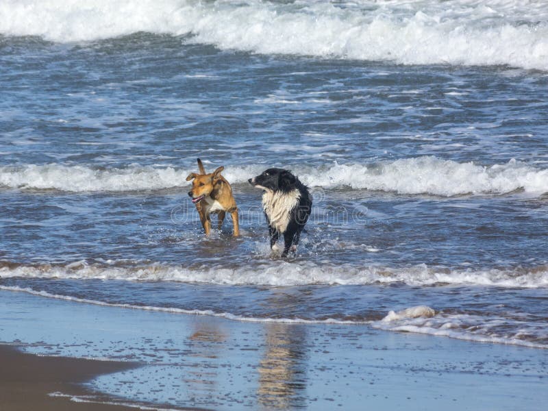 Two Dogs Playing in the Sea Stock Image - Image of looking, wild: 194552691