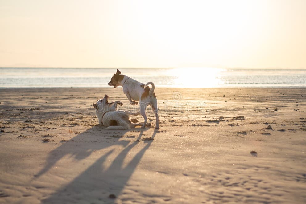 Two Dogs Playing on the Seashore at Sunset Stock Photo - Image of ...