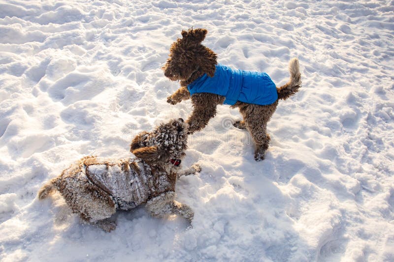 Two Dogs Playing in the Snow Stock Photo - Image of lagotto, animal ...