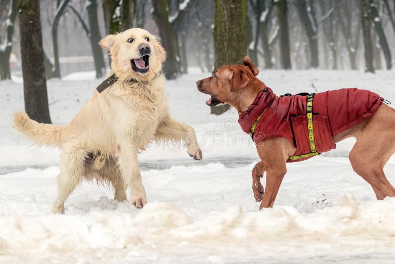 Two Dogs are Playing in the Snow in the Park in Winter. Dogs in the ...