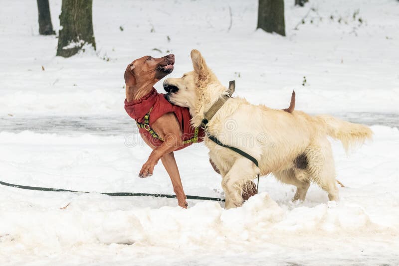 Two Dogs are Playing in the Snow in the Park in Winter. Dogs in the ...