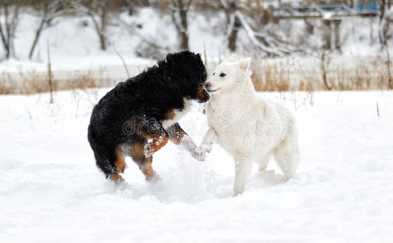 Two Dogs Playing in the Snow in Winter Stock Image - Image of outdoors ...
