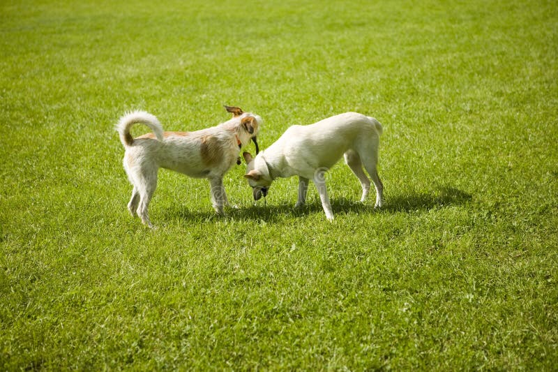 Two Dogs Playing with a Stick Stock Image - Image of natural, paws ...