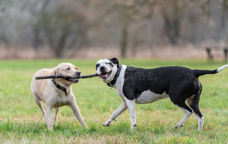 Two Dogs Playing with a Stick in the Park Stock Photo - Image of ...