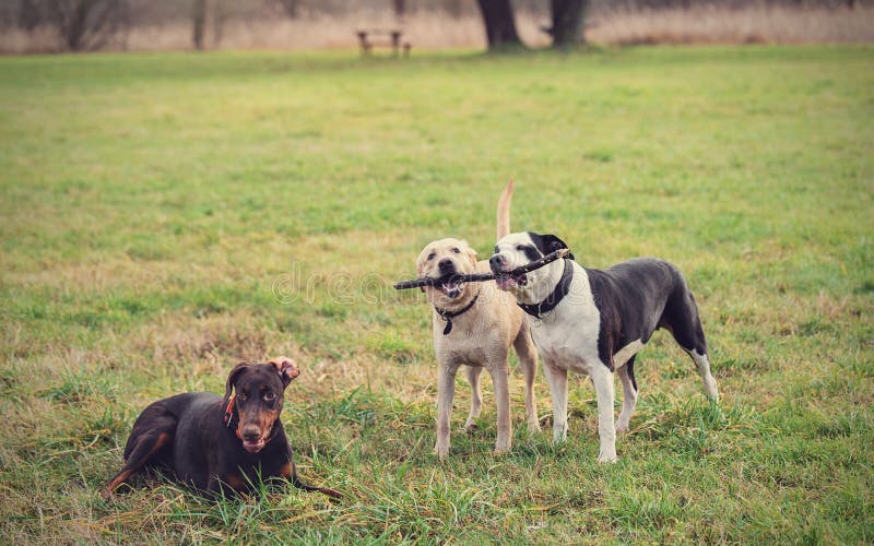 Two Dogs Playing with a Stick in the Park Stock Photo - Image of active ...