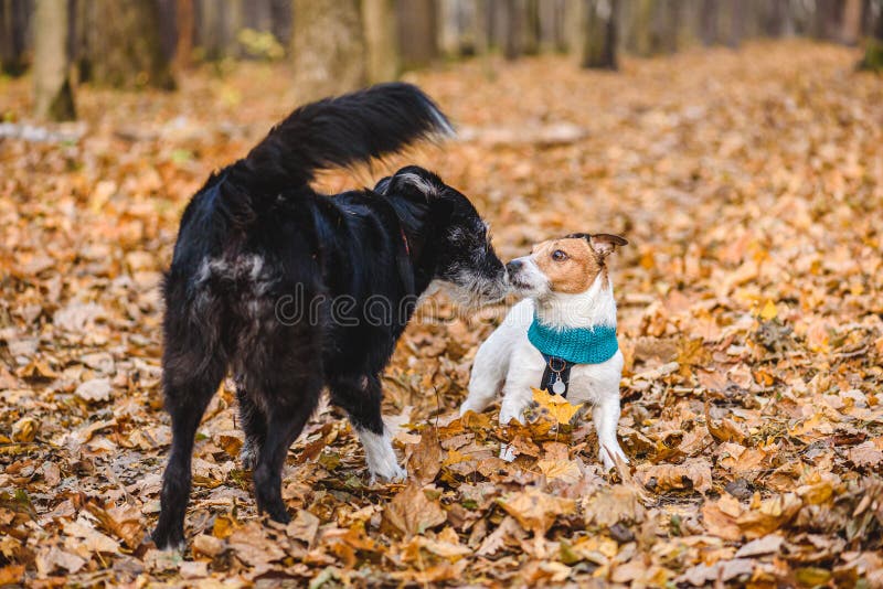 Two Dogs Playing Together in Autumn Park on Warm Fall Day Stock Image ...
