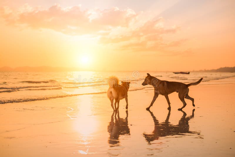 Two Dogs Playing Together on the Beach with Sunset Stock Image - Image ...