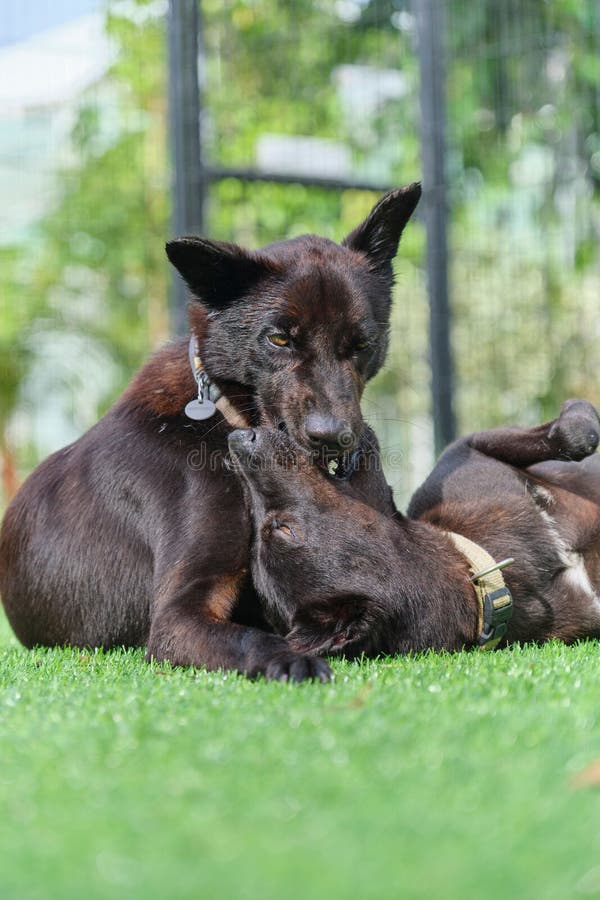 Two Dogs Playing Together in the Garden Stock Photo - Image of outside ...